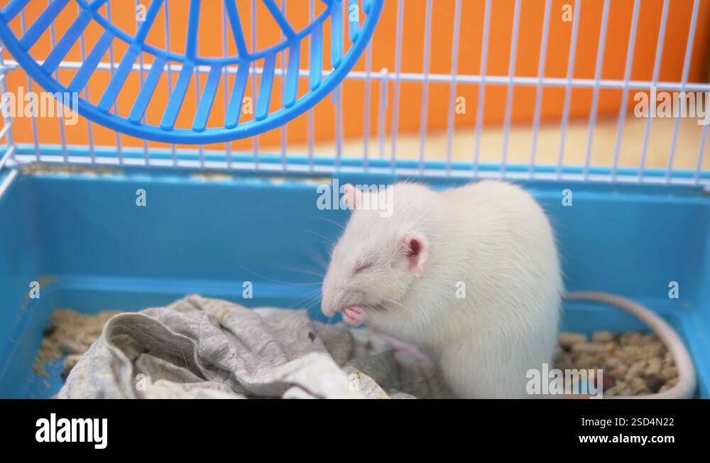 cute white rat in a cage. pet symbol of the year of the Chinese ...