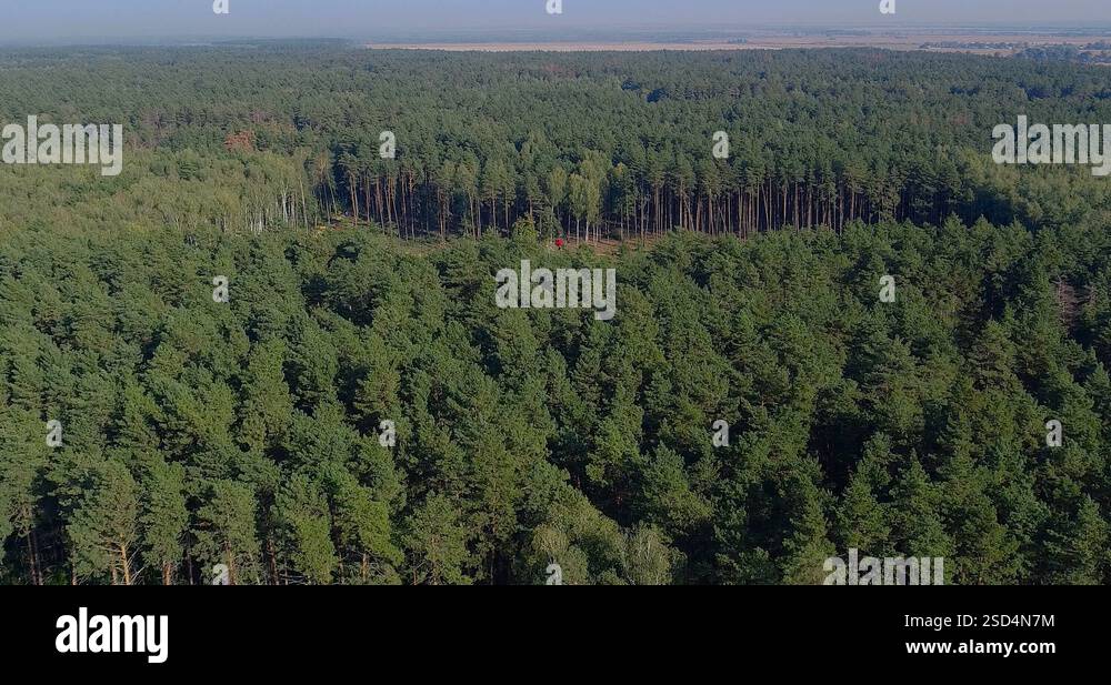 Legal deforestation, restoration of a forest area for deforestation ...