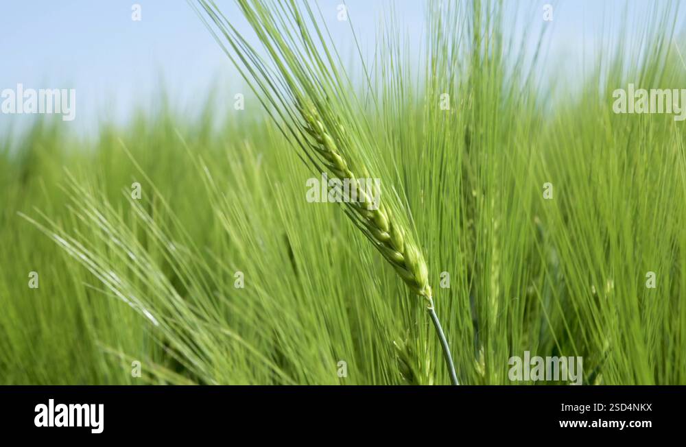 Close-up Field of beautiful spring rye and green wheat closeup for ...