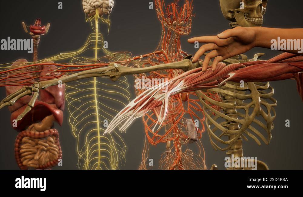 Animated 3D human anatomy illustration Stock Video Footage - Alamy