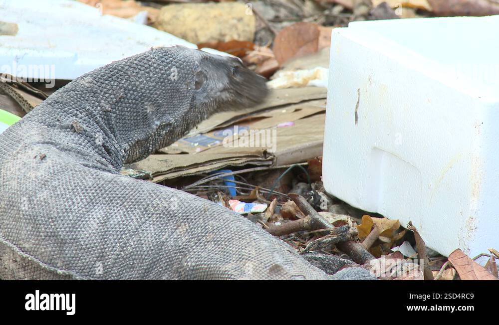 Huge Monitor Lizards In Indonesia Varanus Stock Video Footage - Alamy