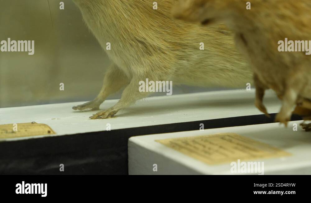 Inanimate stuffed rats treated with taxidermy Stock Video Footage - Alamy