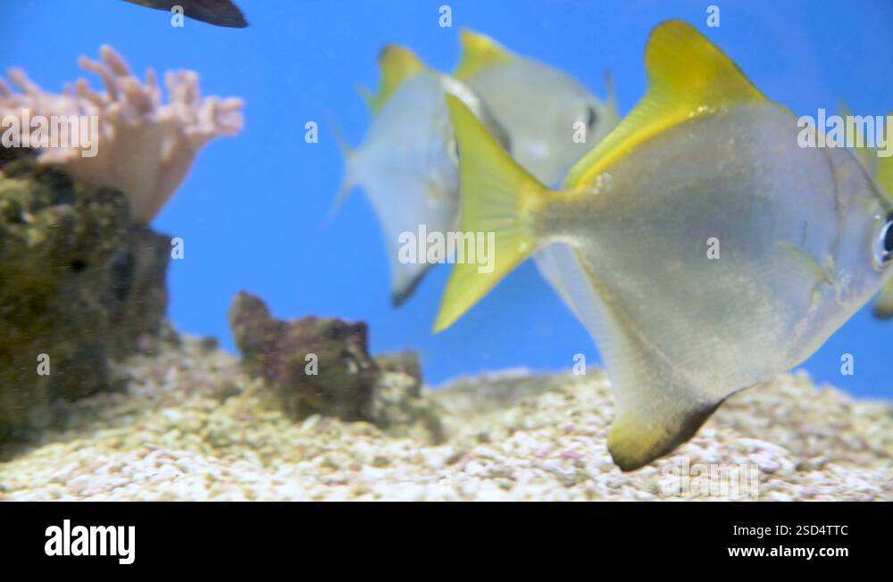 Fish aquarium. Beautiful fish swimming in an aquarium in the aquarium ...