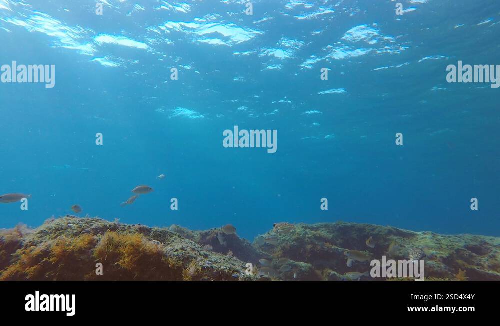 A diver swims above the bottom of the sea near the coast and feeds fish ...