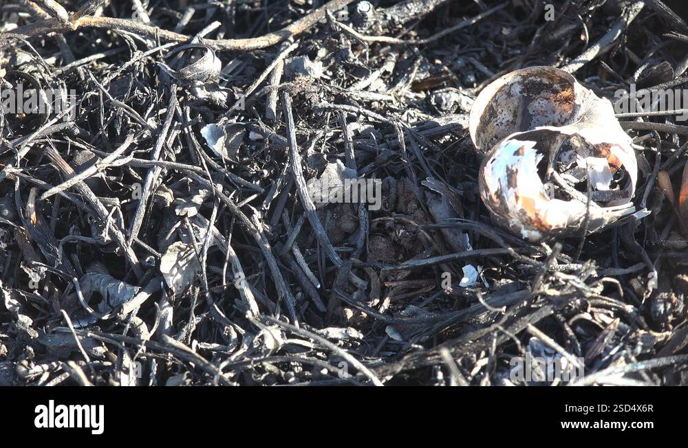 Macro view of scorched and dead earth in meadow, wild fire killed ...