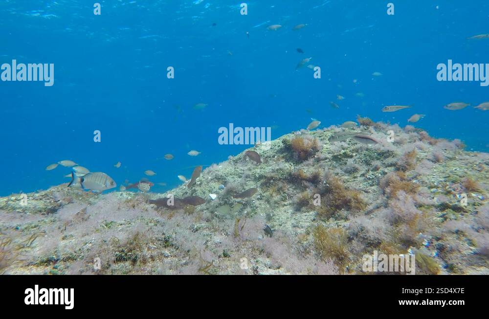 Clear water at shallow depths and many fish swimming near the bottom ...