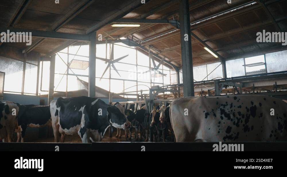 The cows used for biological milk products industry in parlour of farm ...