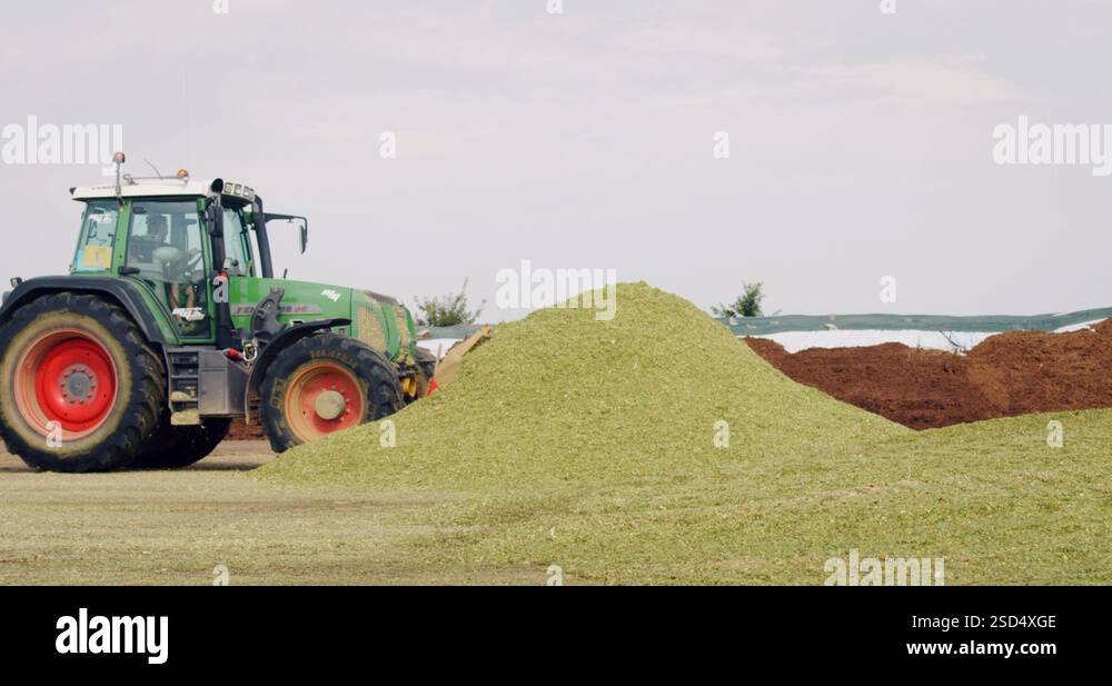 A mulch tractor is flattening a cuters of a corn on a field for cattle ...