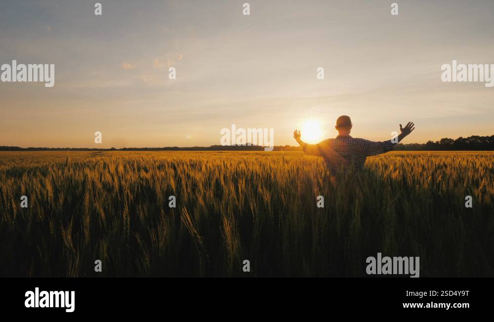 A male farmer raises his hands up the rising sun over a wheat field ...