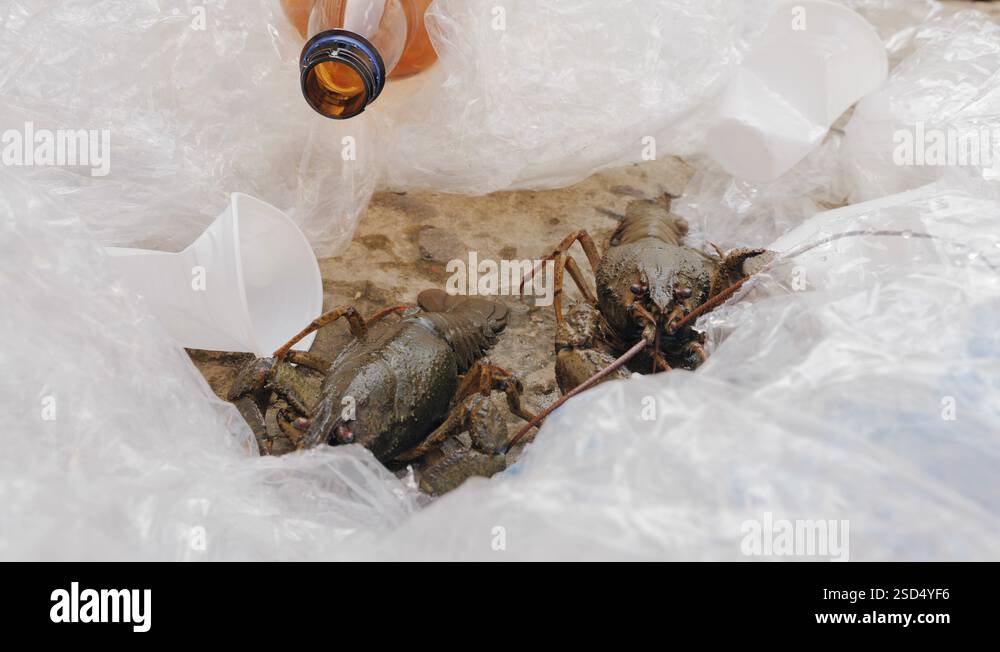 Two crayfish in plastic waste Stock Video Footage - Alamy