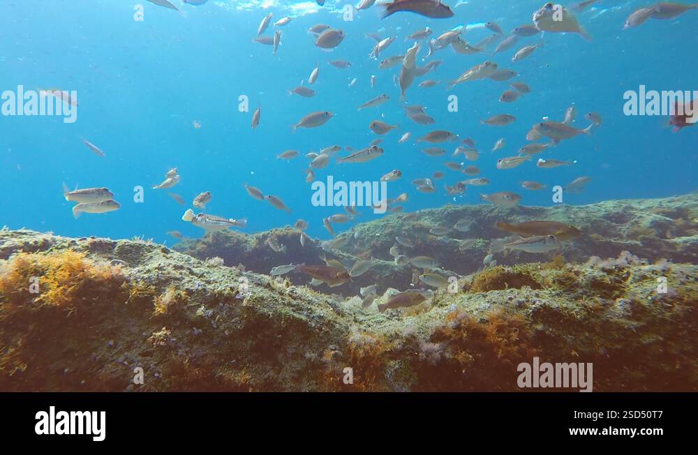 Underwater shooting off the coast of Cyprus. Many fish attack the food ...