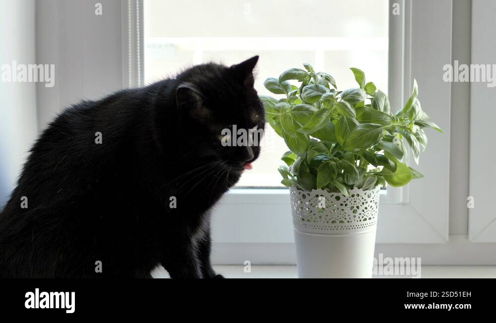 Cat is smelling fresh basil on a kitchen sill Stock Video Footage - Alamy