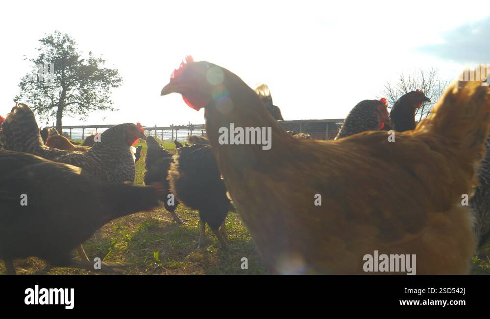 LENS FLARE: Free range chickens peck around the pasture on a sunny ...