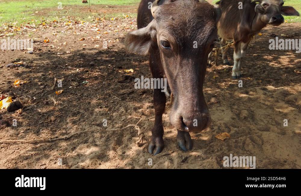 The young cows are grazing in a meadow. The animals are waving their ...