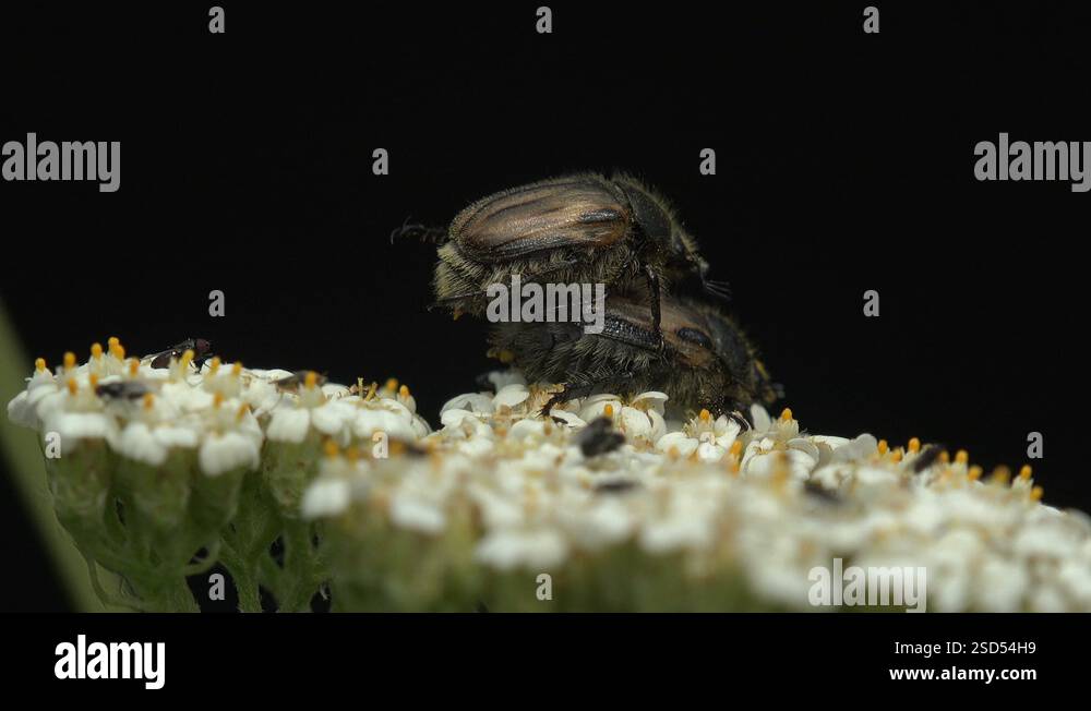 Love. Courtship rituals of insects and Mating. Welsh chafer, Hoplia ...