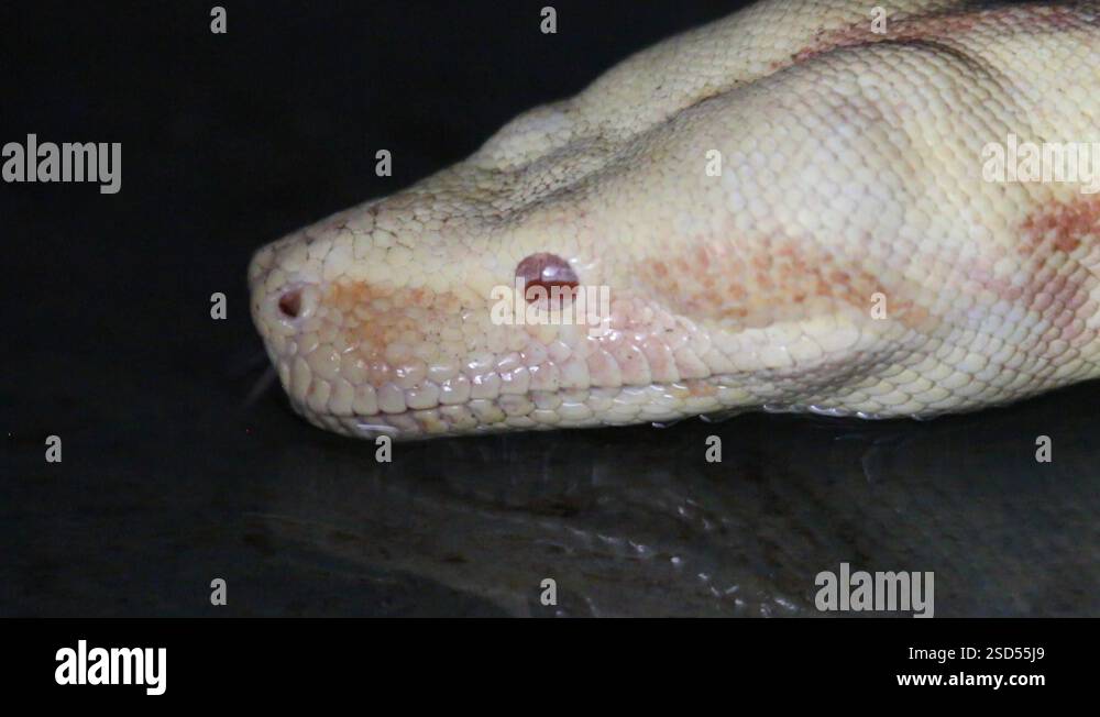 Albino boa constrictor drinking water Stock Video Footage - Alamy
