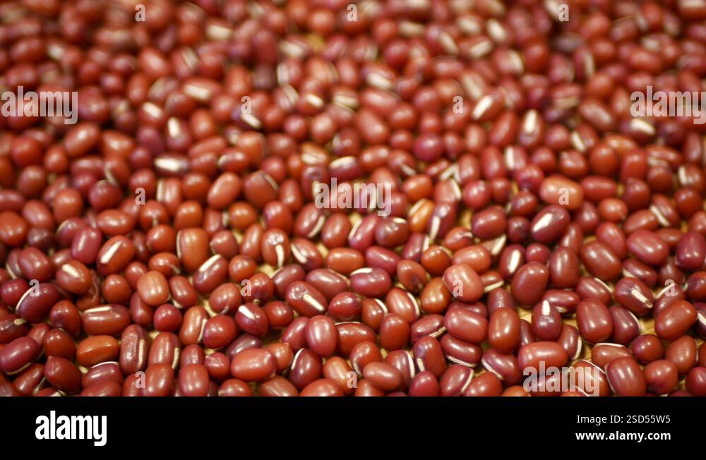 Adzuki beans plant detail, azuki red mung bean pulses healthy nutrition Stock Video Footage - Alamy