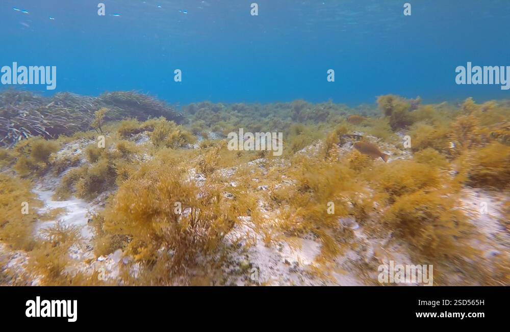 Underwater shooting. The camera flies over a sandy seabed covered with ...