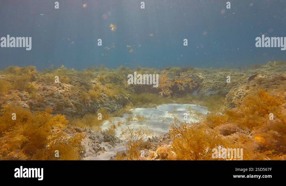 Algae and fish at the bottom of the sea, at a shallow depth Stock Video ...