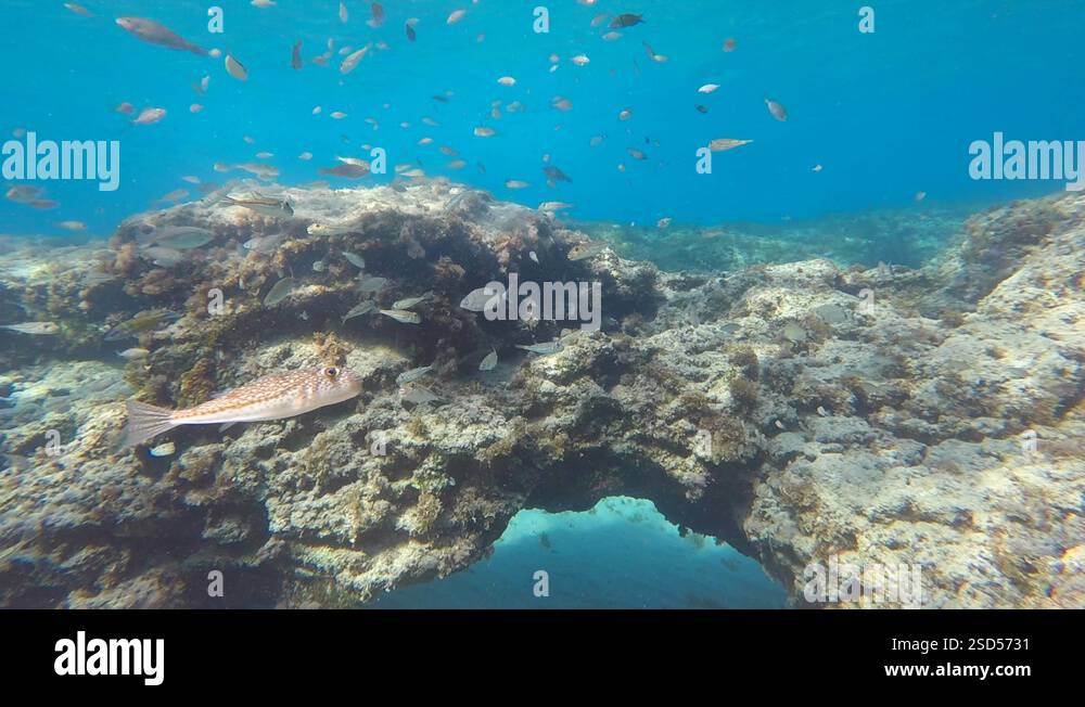 Many fish swim in clear blue water near a beautiful rocky arch at the ...