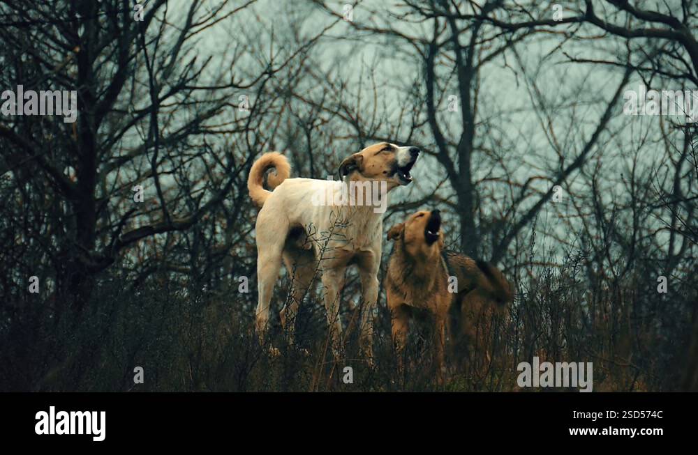 Two dogs howl in the forest. Homeless animals Stock Video Footage - Alamy