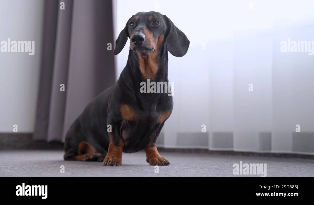 Dackel sitting Stock Videos & Footage - HD and 4K Video Clips - Alamy
