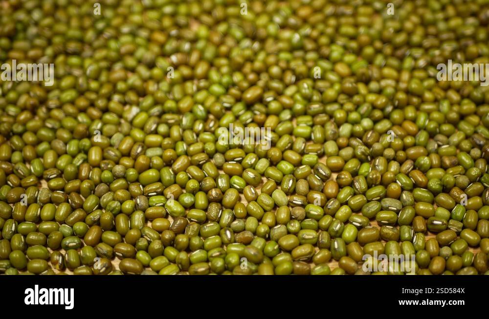 Green mung beans or gram legume, maash moong plant, pulses for healthy ...