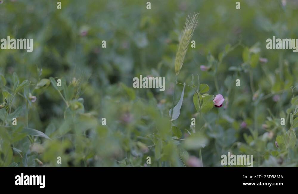 pea field closeup in summer in ladakh Stock Video Footage - Alamy