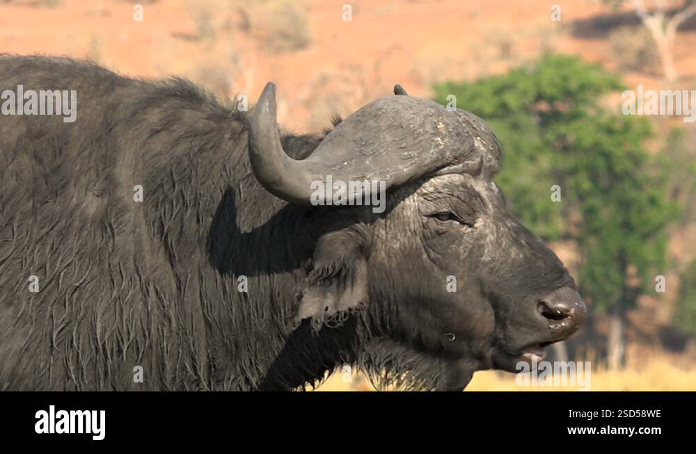 Portrait of african buffalo chewing, Chobe National Park, Botswana ...