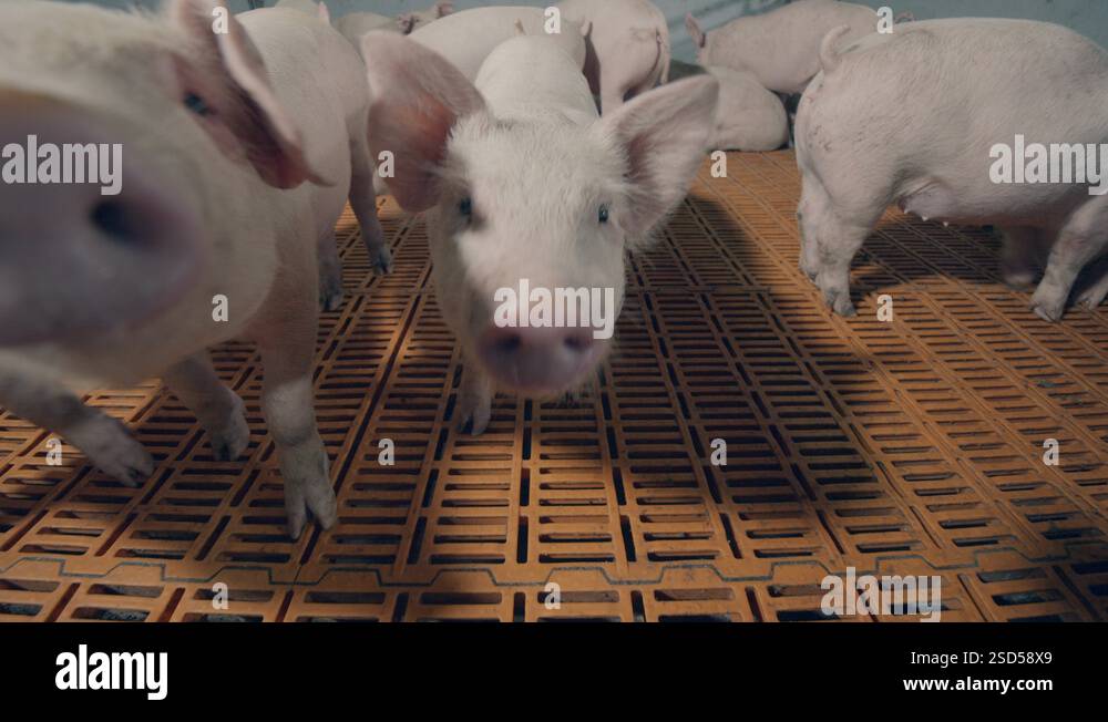 Farm cote with pigs being curious and wandering around Stock Video ...