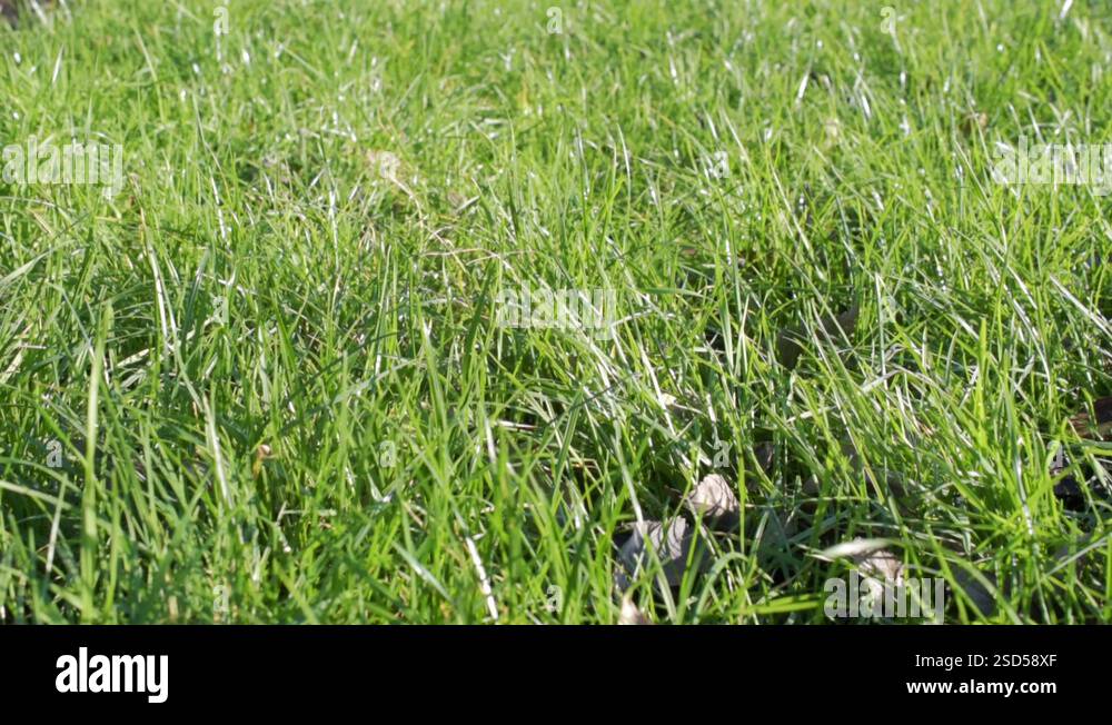 green low grass of a field in a park, blowing in the wind Stock Video ...
