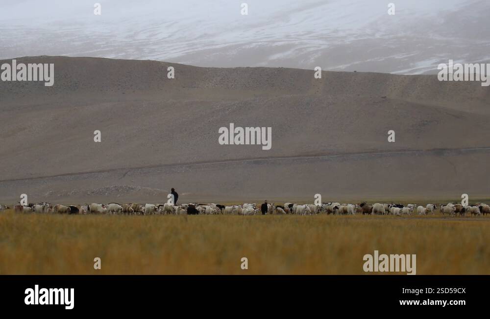 shepherds with his flocks of sheep and goats, changathang ladakh Stock ...