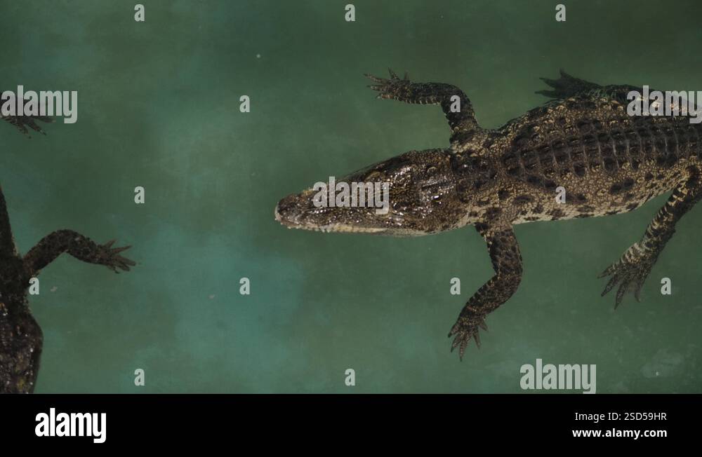 Crocodiles in captivity. Crocodile farm Stock Video Footage - Alamy