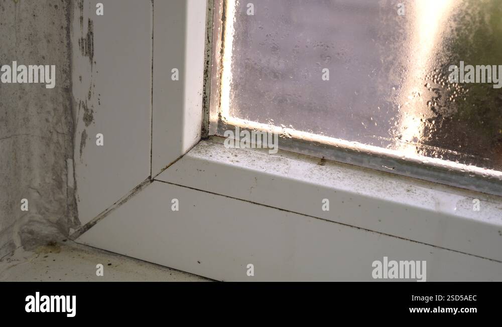 Black mold growth on window frame. Condensation on the glass. Moisture ...