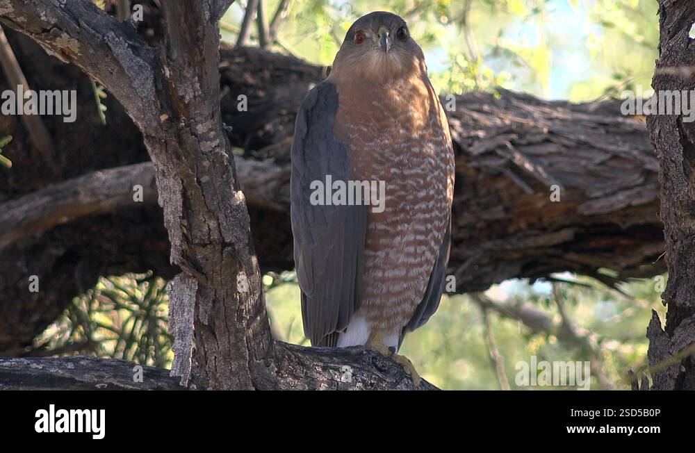 Cooper's Hawk Close Up Perches On Tree Branch Red Eyes Glowing Stock ...