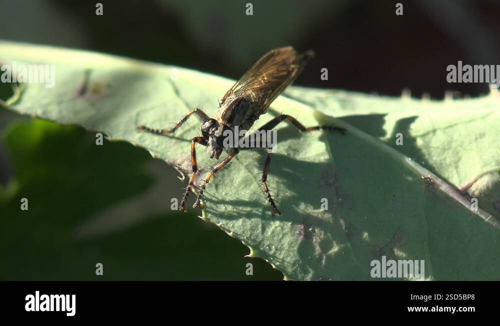 Big Asilidae, Assassin Flies. Hairy Robber Fly with green eyes sits in ...