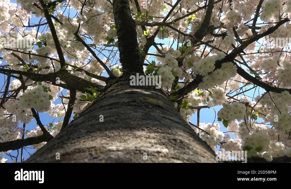 Down top view of cherry blossom tree is a flower of many trees 4k Stock ...