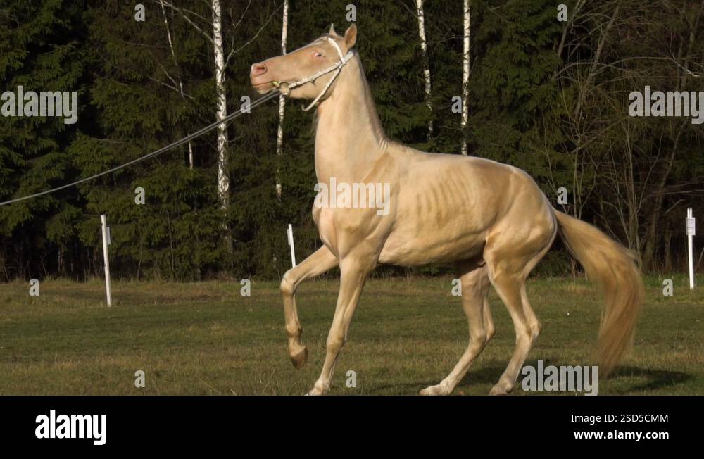 Beautiful perlino akhal-teke stallion Stock Video Footage - Alamy