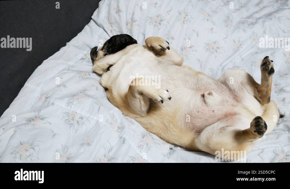 Funny pug dog lie on his back on bed then waking up and crazy Stock ...