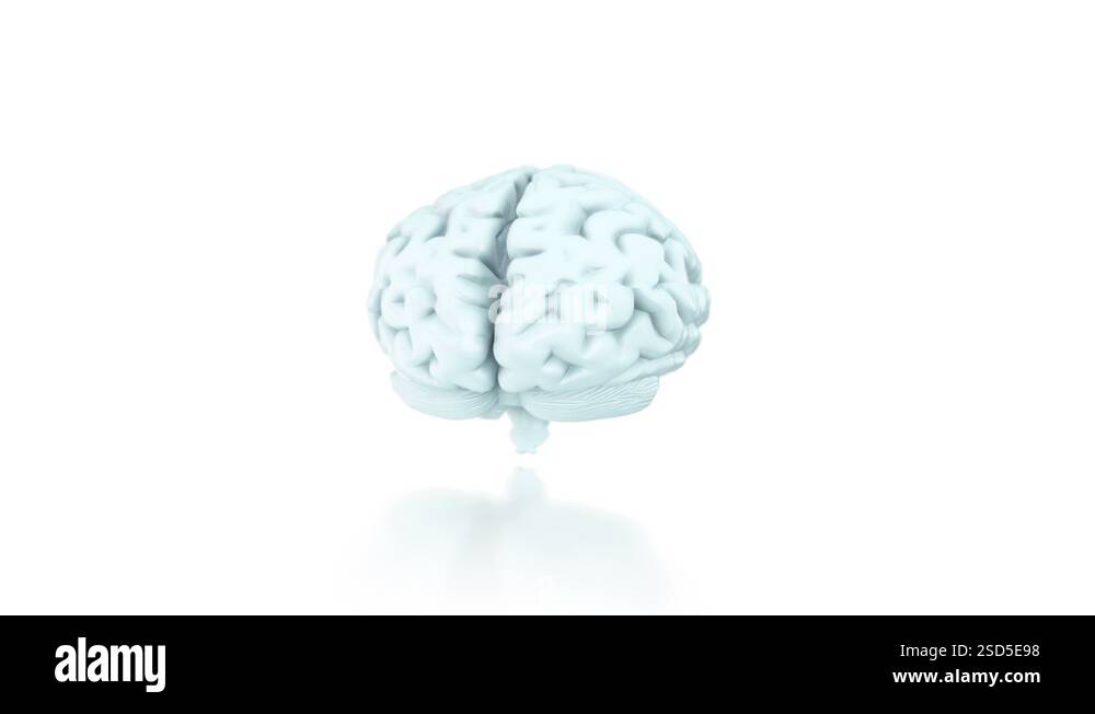 Human brain model rotating on white background with reflection ...