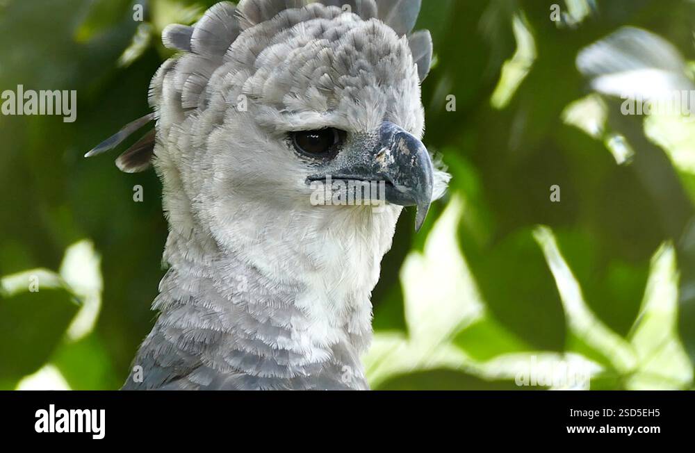 Predatory bird Harpy Eagle with feather stuck in bill makes slight body ...