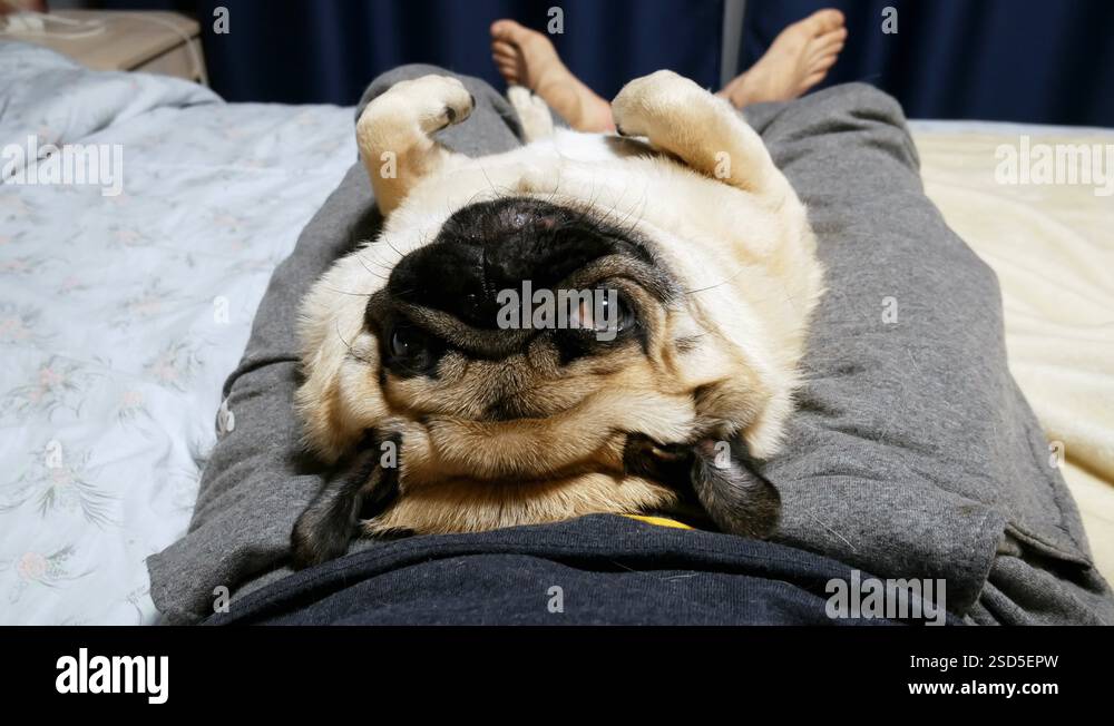 Calm and lazy pug dog lie on his back on owner legs, asleep Stock Video ...