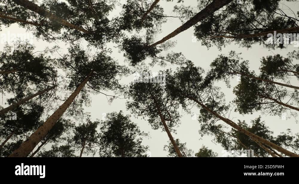 Pine tree forest looking up view. View up or bottom view of pine trees ...