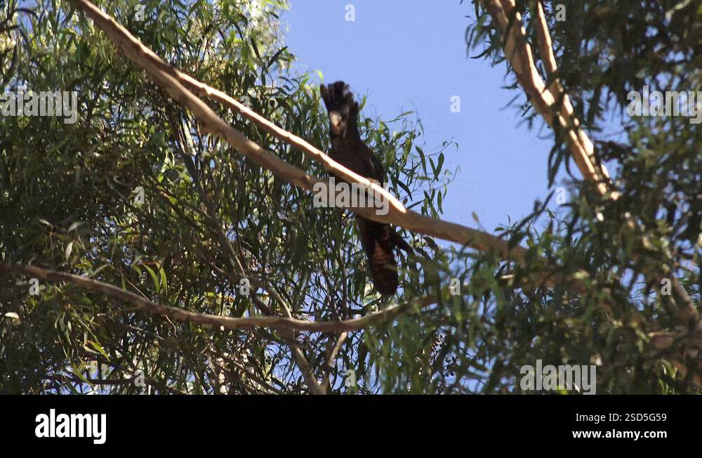 Female Red-tailed black cockatoo Bird sitting on eucalyptus tree n Stock Video Footage - Alamy