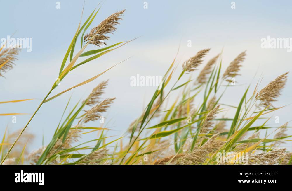 reeds close up 4K UHD Stock Video Footage - Alamy