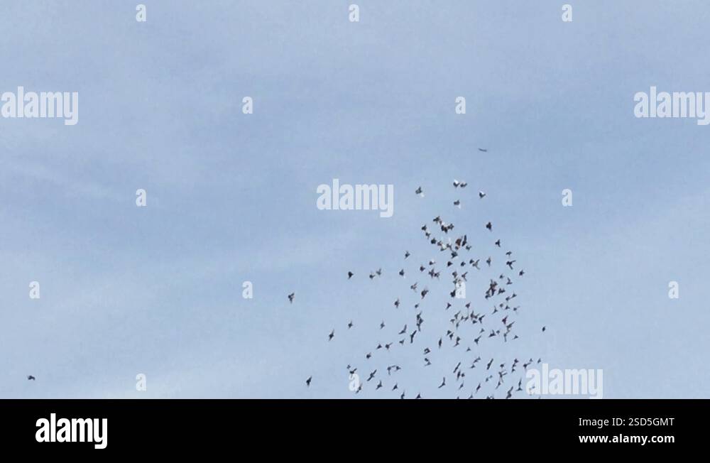 flock of starling birds swooping in the sky swirl in group Stock Video ...