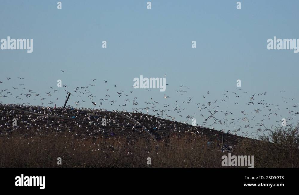 Gulls birds Landfill site near Manchester north England UK 4K Stock ...