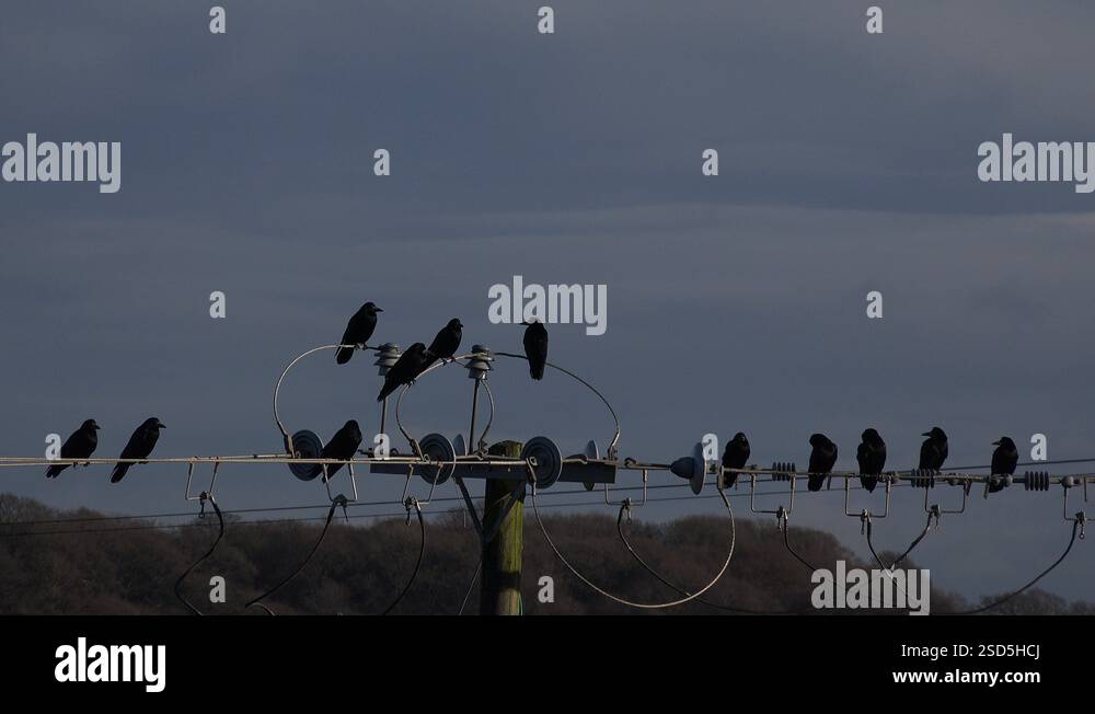 Crows and rooks on a wire over farmland England UK 4K Stock Video ...