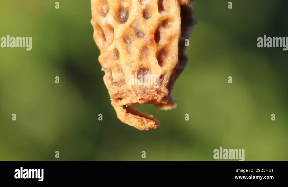 Young queen bee comes out of cocoon Stock Video Footage - Alamy