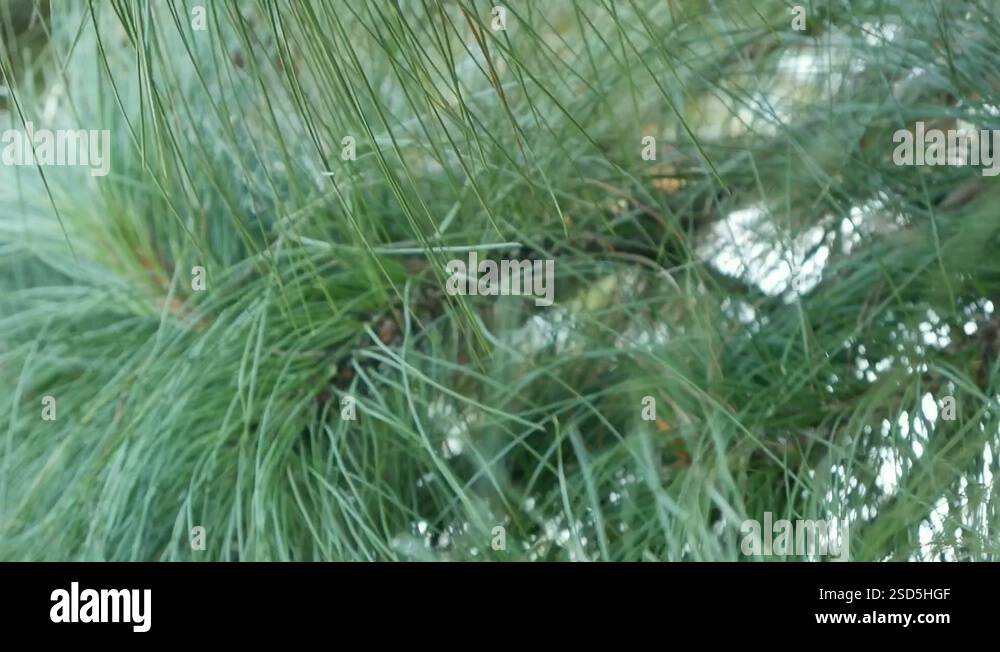 Pine tree branch with green needles. Branches of tree moving in the ...